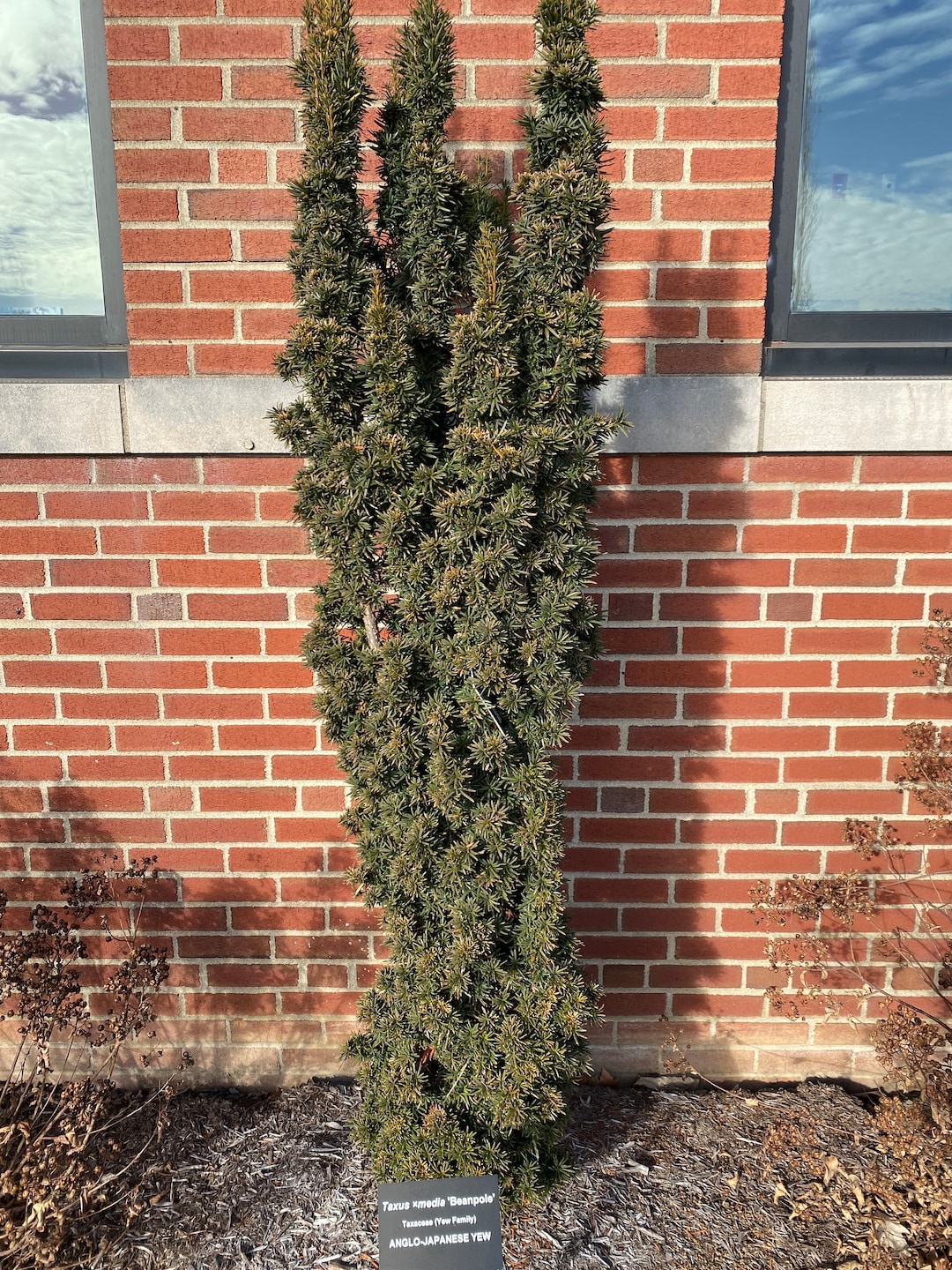 Taxus X Media 'beanpole' - Columnar Yew - Live Plant - 6” Tall - Etsy