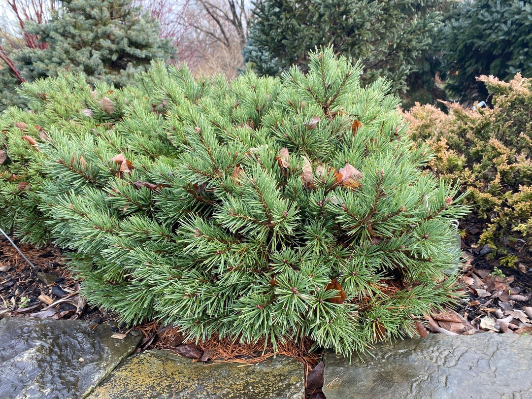 Pinus Sylvestris 'jeremy' - Dwarf Scotch Pine - Live Plant - 8” Tall - 1 Gallon Pot - Etsy