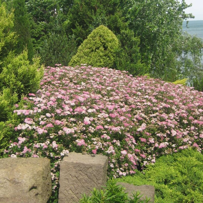 Spiraea Japonica 'little Princess' - Live Plant - 4" Pot Size Plant - Etsy