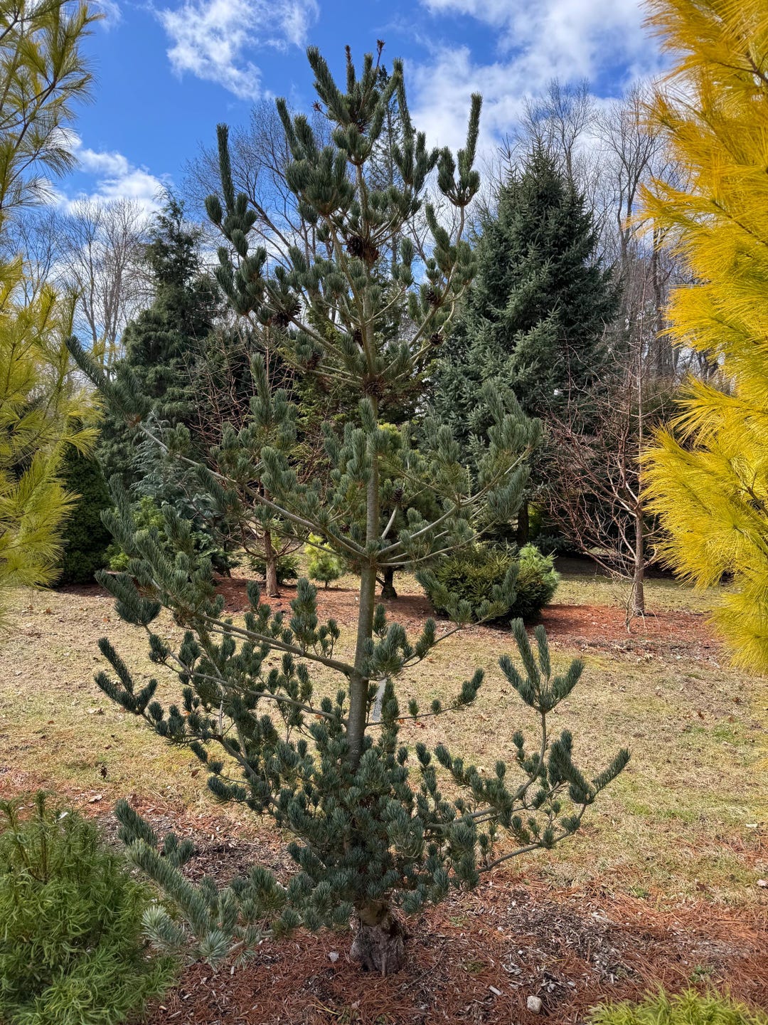 Pinus Parviflora 'glauca' - Blue Japanese White Pine - 12" Tall - 1 ...