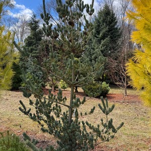 Pinus Parviflora 'glauca' - Blue Japanese White Pine - 12" Tall - 1 ...