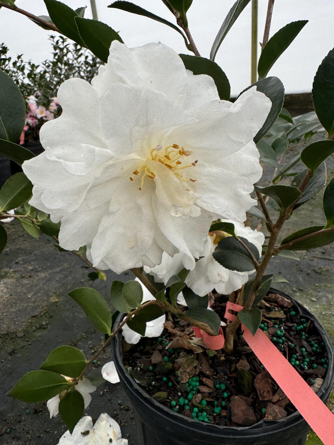 Camellia Sasanqua 'cotton Candy' - Fall Blooming Camellia - 1 Gallon ...