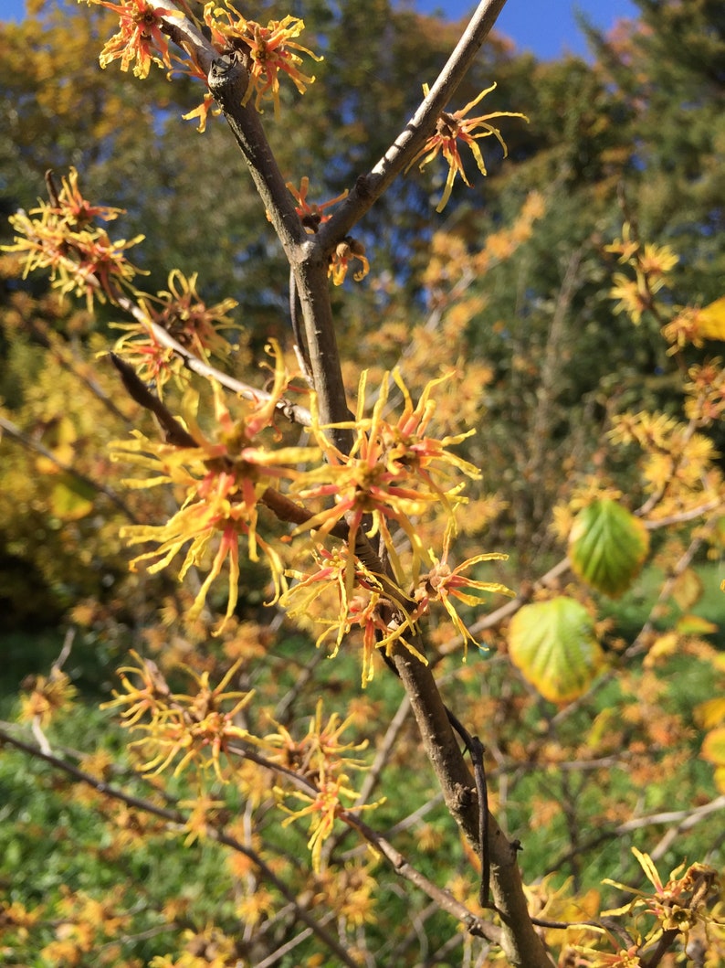Hamamelis virginiana 'Vincent's Red' Witch Hazel | Etsy