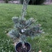 Thuja Occidentalis 'techny' Dark Green Arborvitae Live Plant Quart Pot ...