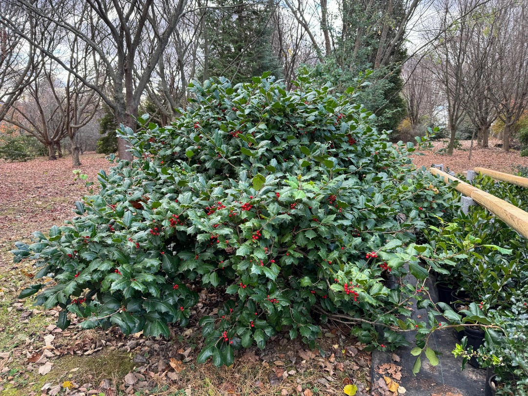 Ilex Opaca 'clarendon Spreading' - Dwarf American Holly - Live Plant ...