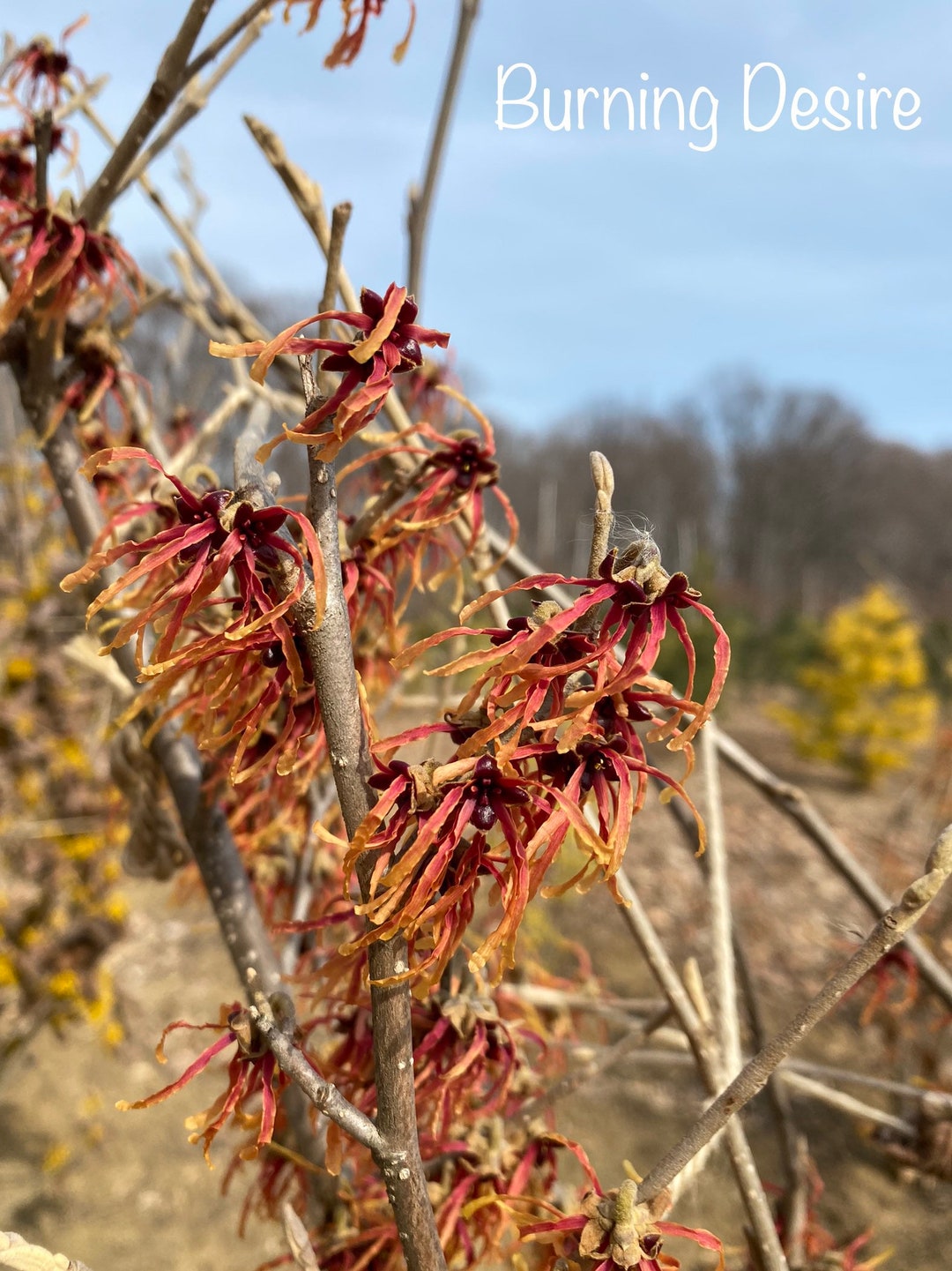 Hamamelis X Intermedia 'burning Desire' Witch Hazel - Live Plant - 12 ...