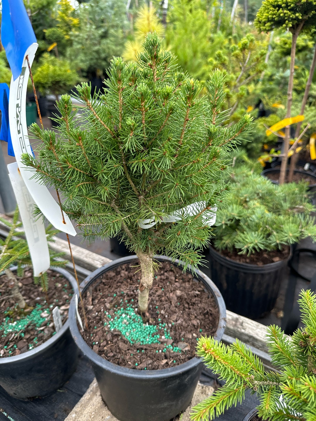 Picea Glauca 'short N Sweet' White Spruce 14 Tall 2 Gallon Pot - Etsy