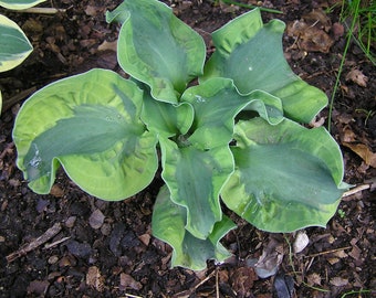 Hosta 'first Dance' 3 Pot Size Starter Plant | Etsy