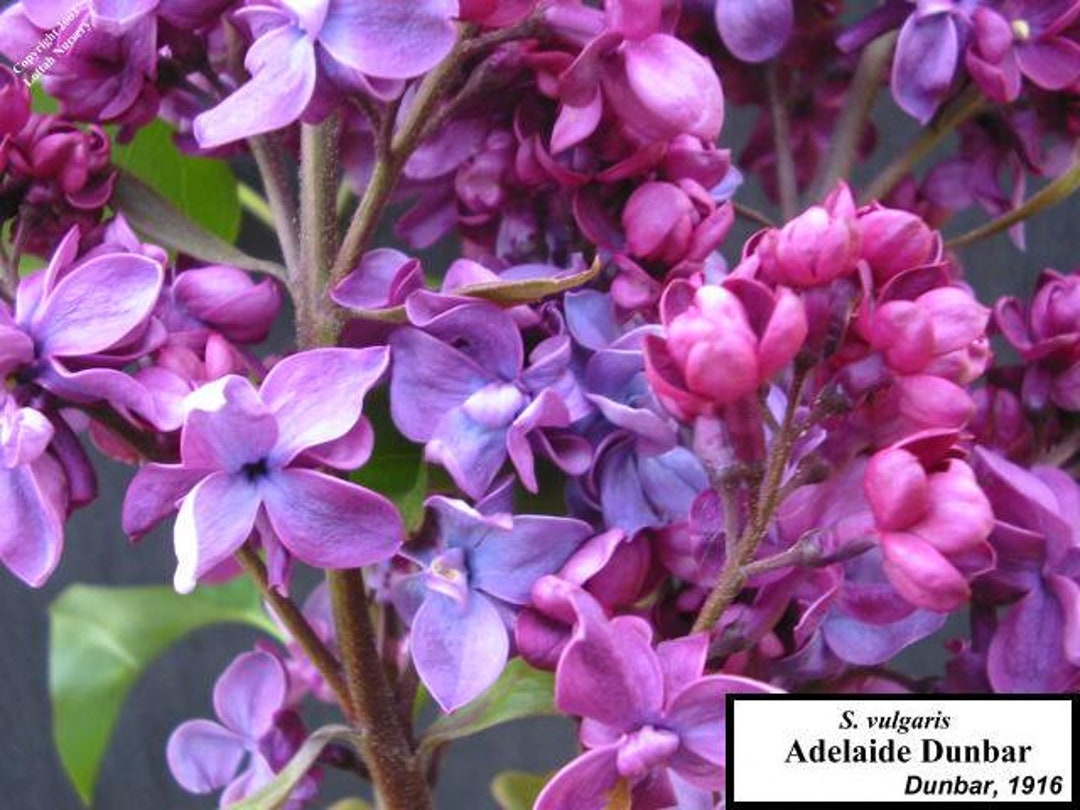 Syringa Vulgaris 'adelaide Dunbar' Lilac - Purple Flowering Lilac ...