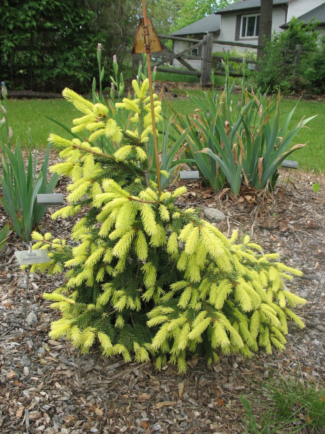 Picea Abies 'perry's Golden' - Norway Spruce - 10" Tall - 1 Gallon Pot ...