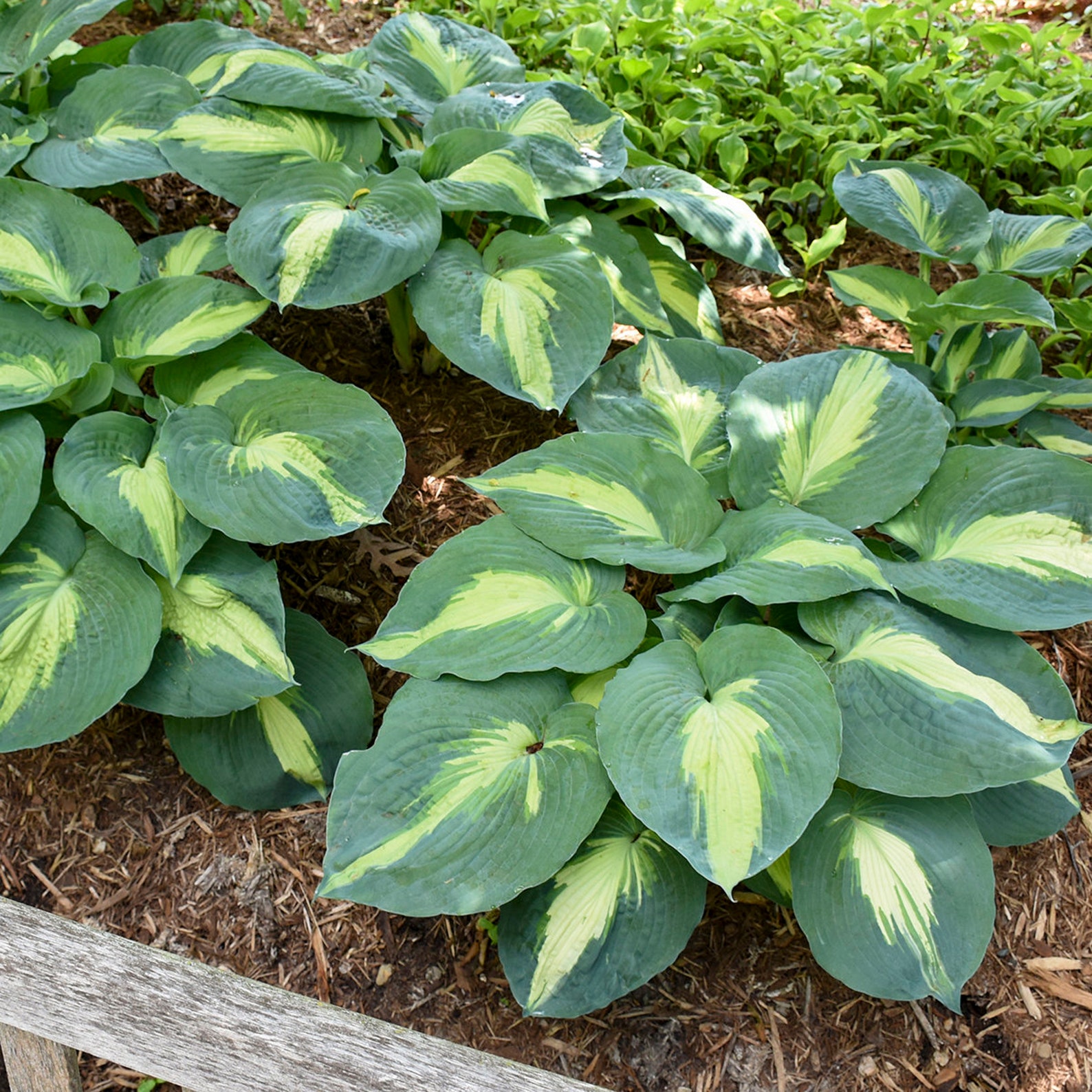 Hosta 'hudson Bay' 3” Pot Size Starter Plant - Etsy