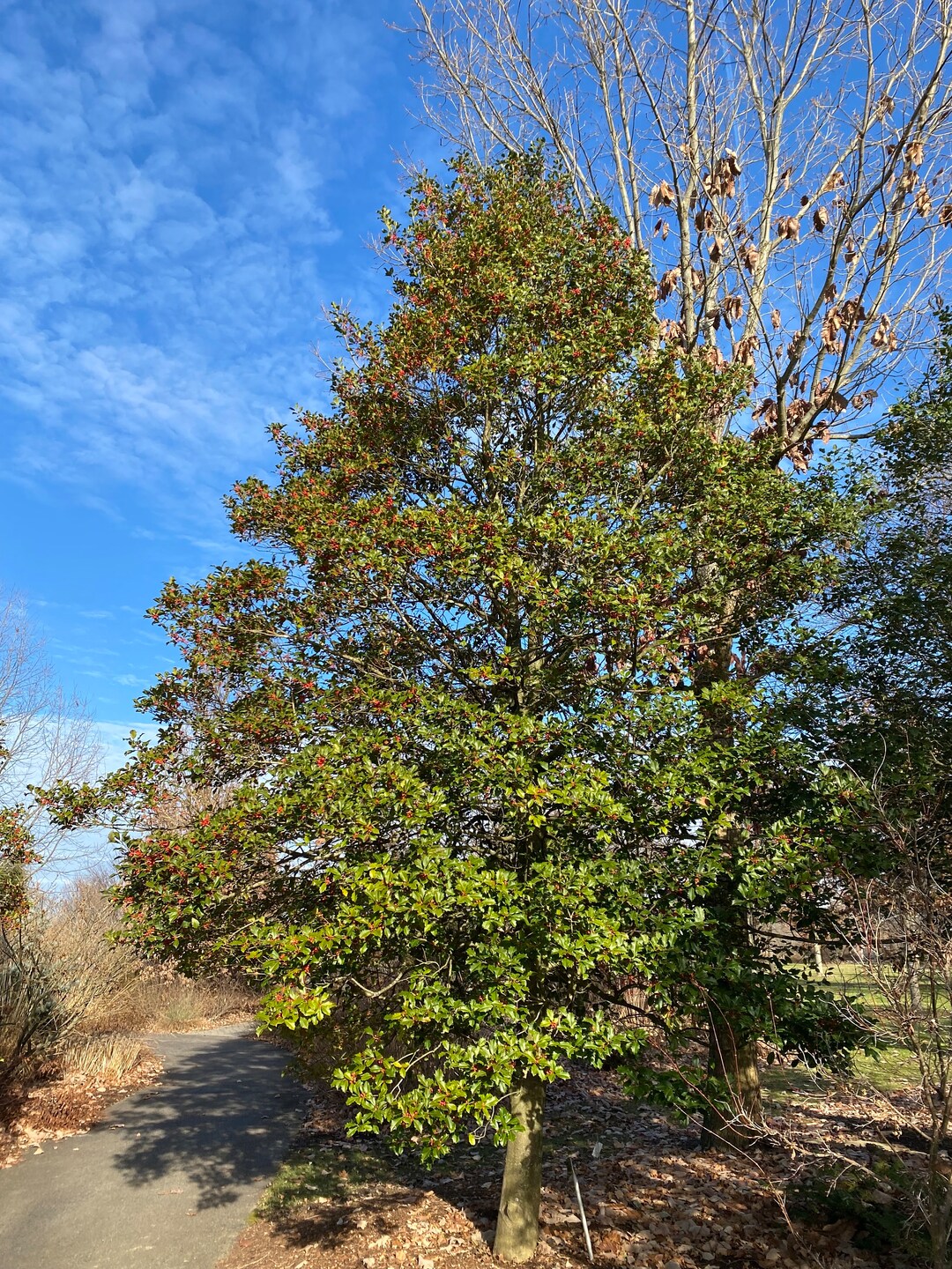 Ilex Opaca ‘mary Holman’ - Female American Holly - Live Plant - 12 ...