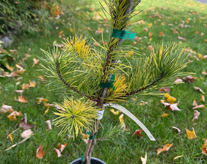 Pinus Contorta 'splashes' - Lodgepole Pine - 12" Tall - 1 Gallon Pot - Etsy