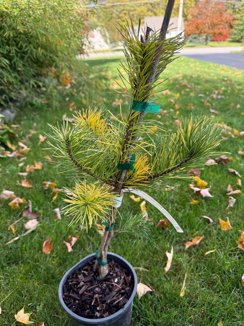 Pinus Contorta 'splashes' - Lodgepole Pine - 12" Tall - 1 Gallon Pot - Etsy