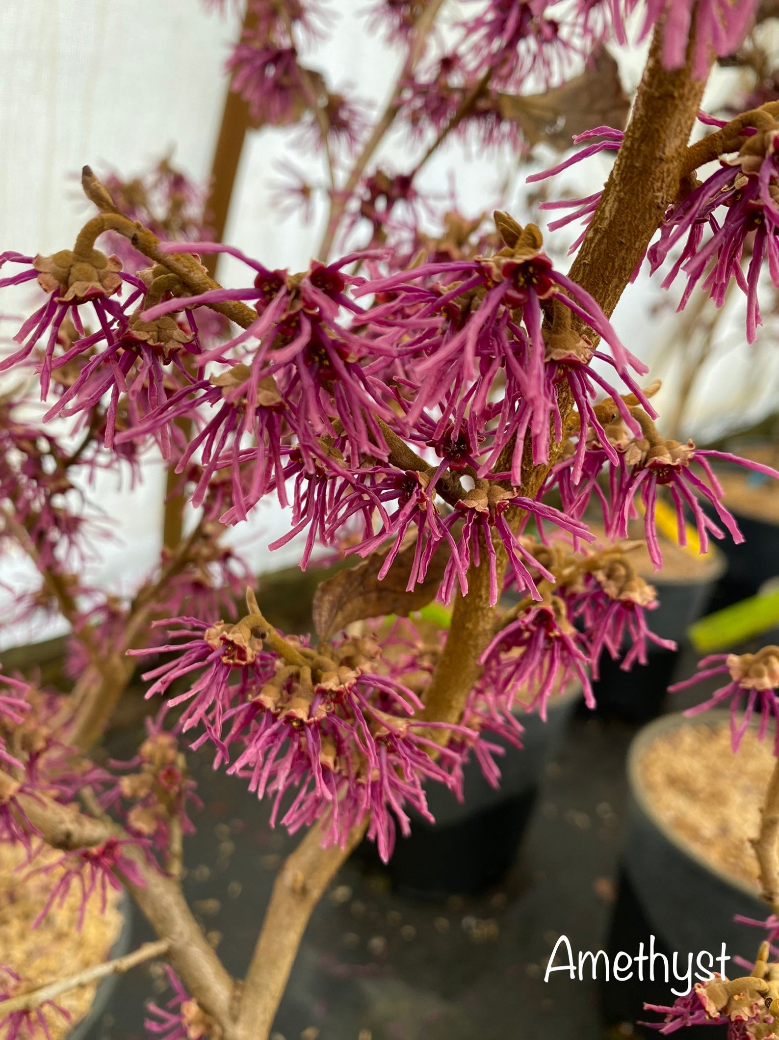 Hamamelis Vernalis 'amethyst' Witch Hazel Live Plant - Etsy