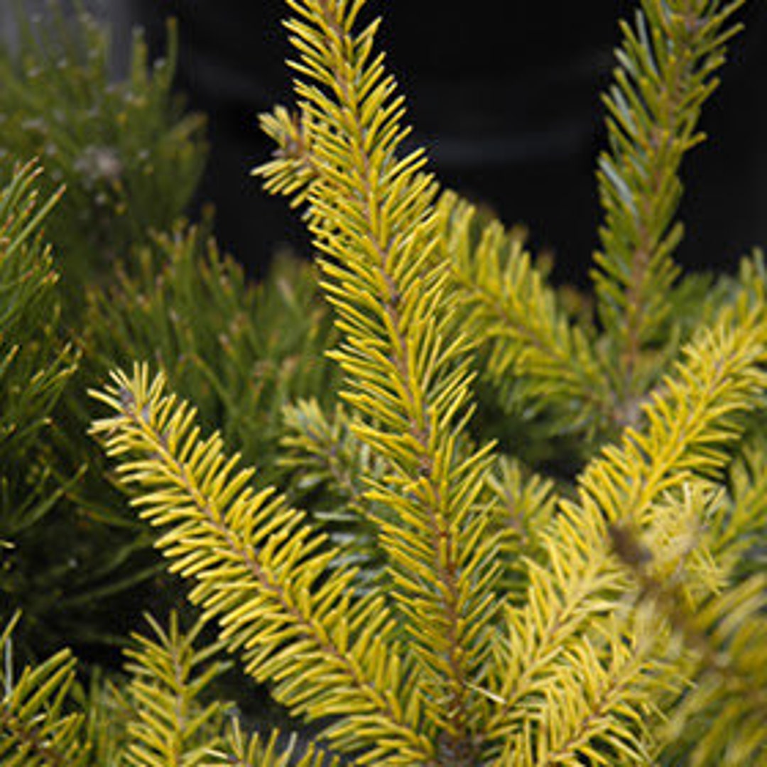 Picea Omorika 'aurea' - Serbian Spruce - 12" Tall - 1 Gallon Pot - Etsy