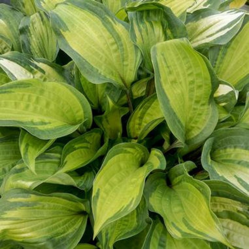 Hosta 'island Breeze' 3 Pot Size Starter Plant | Etsy