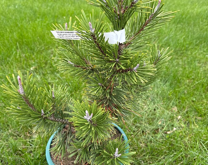 Pinus Contorta 'taylor’s Sunburst' - Lodgepole Pine - 12" Tall - 2 ...