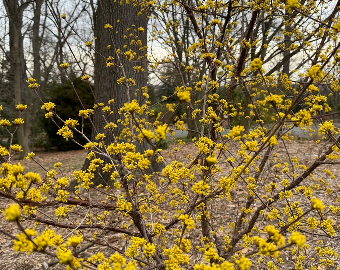 Cornus Officinalis 'kintoki' - Japanese Cornel Dogwood - Live Plant ...