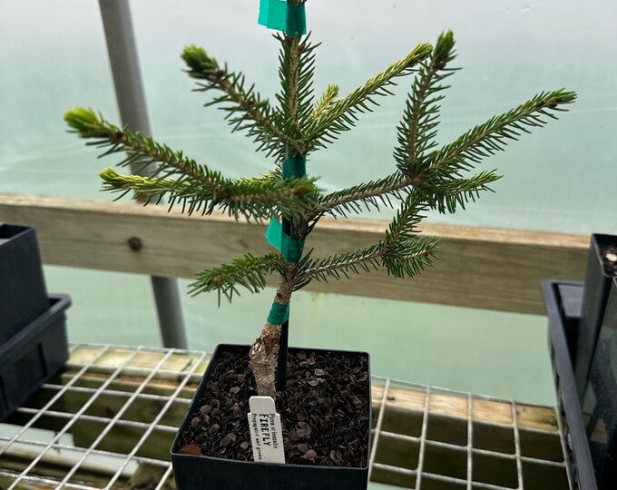 Picea Orientalis 'firefly' - Live Plant - 8” Tall - 1 Year Graft - Etsy