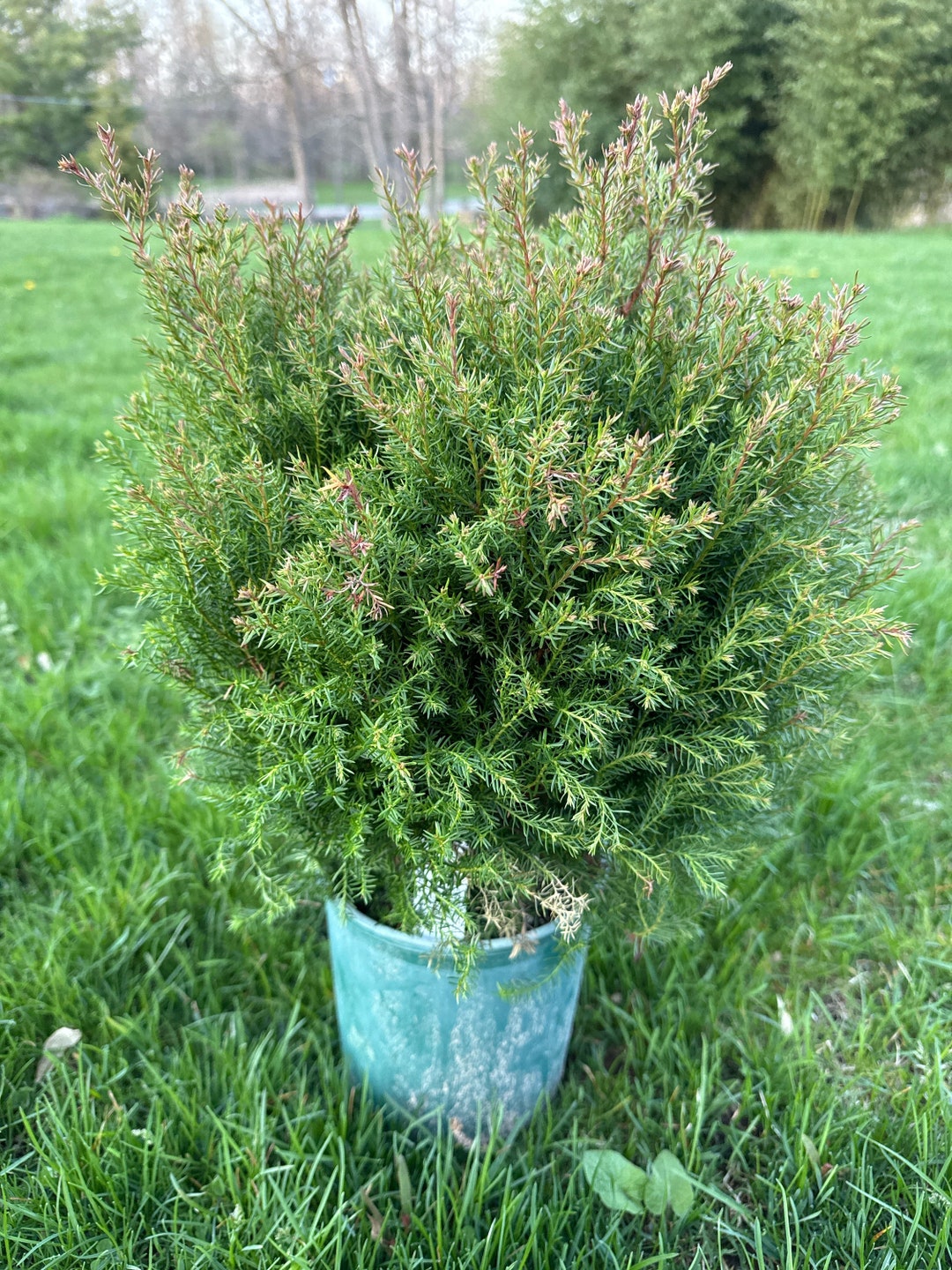 Thuja Occidentalis 'sherwood Moss' - Dwarf Arborvitae - 1 Gallon Pot - Etsy
