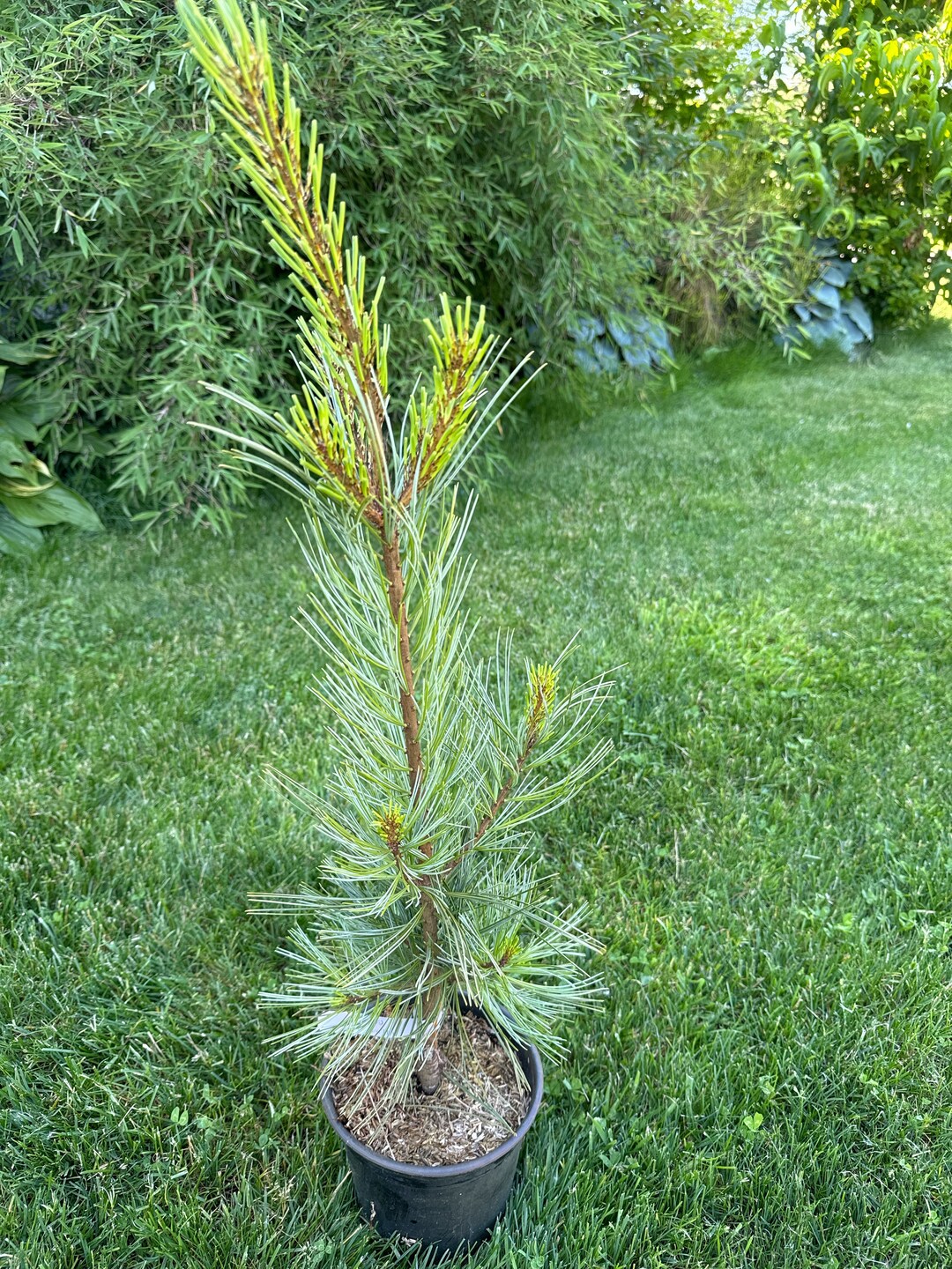 Korean Pine - Pinus 'morris Blue' - 24" Tall - 1 Gallon Pot - Etsy