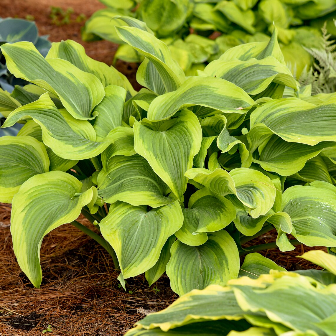 Hosta 'atlantis' 3 Pot Size Starter Plant - Etsy