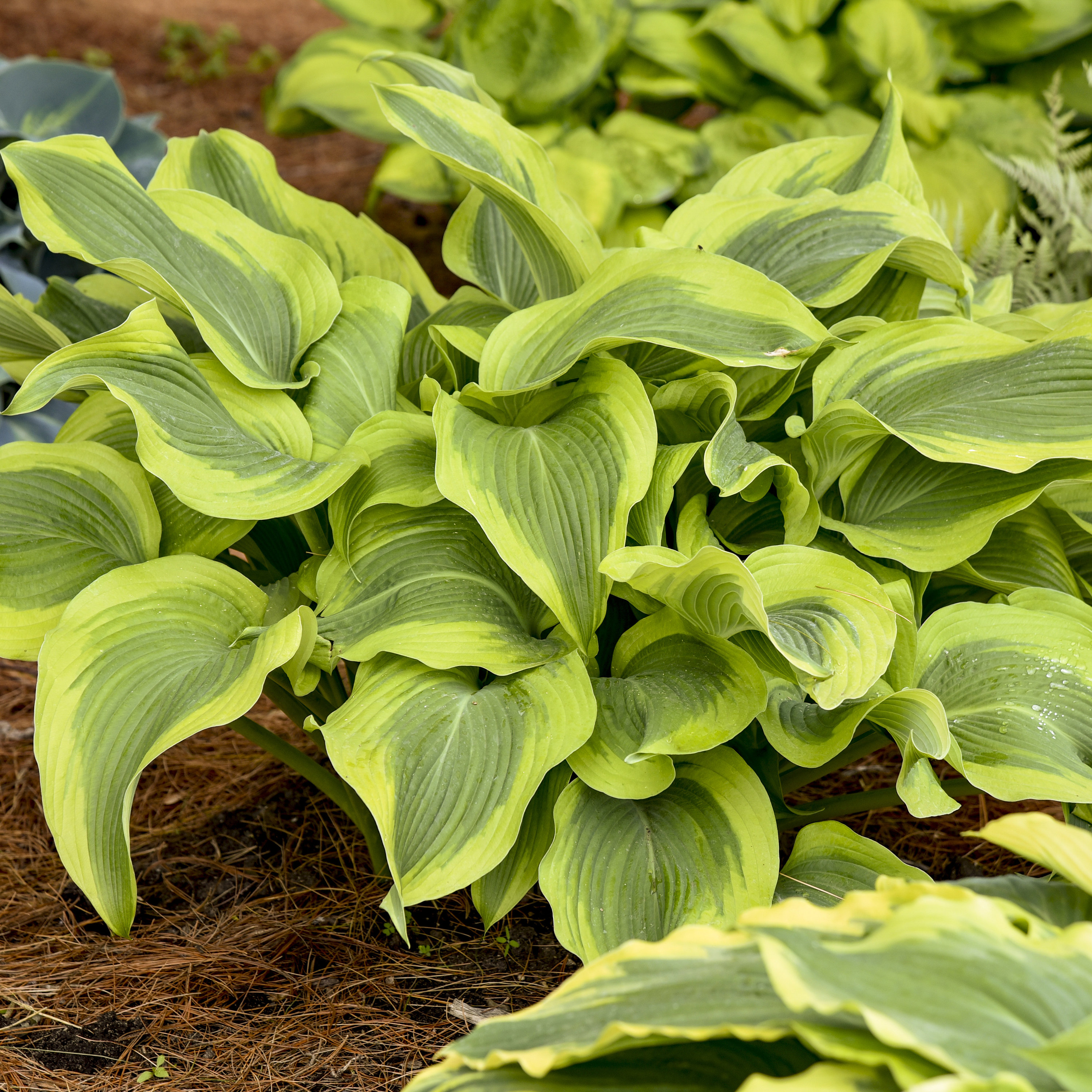 Hosta 'atlantis' 3” Pot Size Starter Plant - Etsy