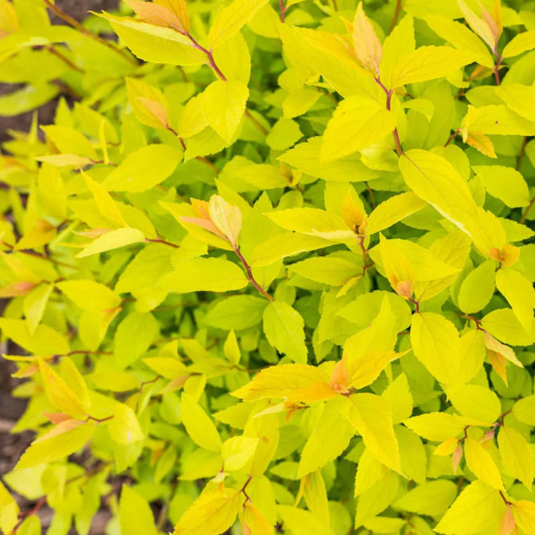 Spiraea Japonica 'lemon Princess' - Live Plant - 4" Pot Size Plant - Etsy