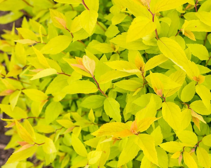 Spiraea Japonica 'lemon Princess' - Live Plant - 4" Pot Size Plant - Etsy