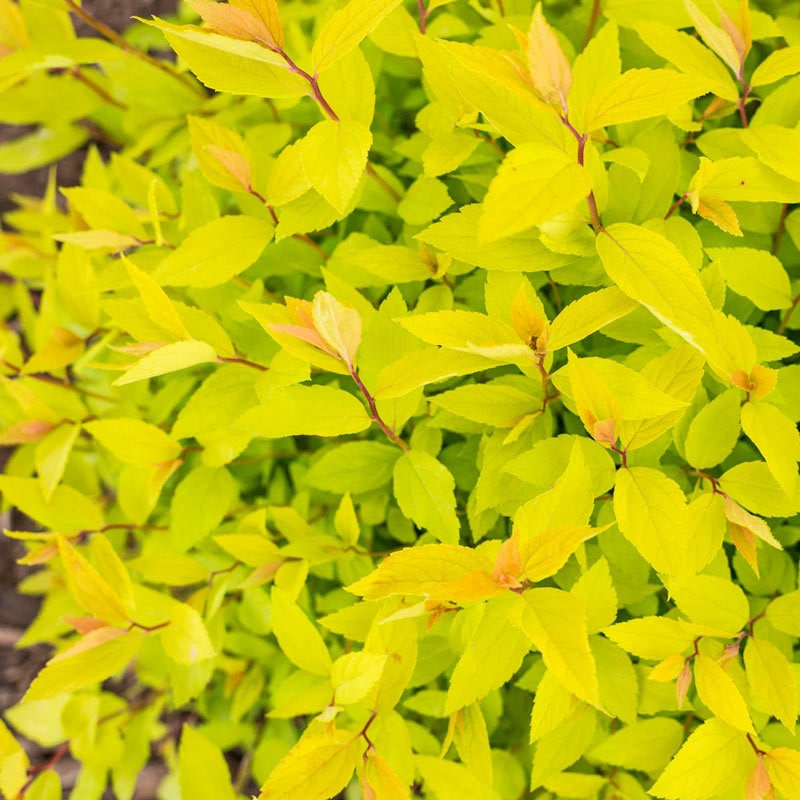 Spiraea Japonica 'lemon Princess' - Live Plant - 4" Pot Size Plant - Etsy
