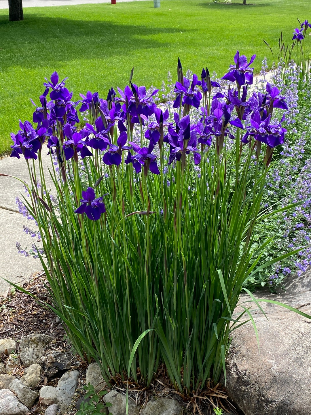 Iris Siberica 'caesar's Brother' - Siberian Iris - 3 Pack - #1 Grade ...