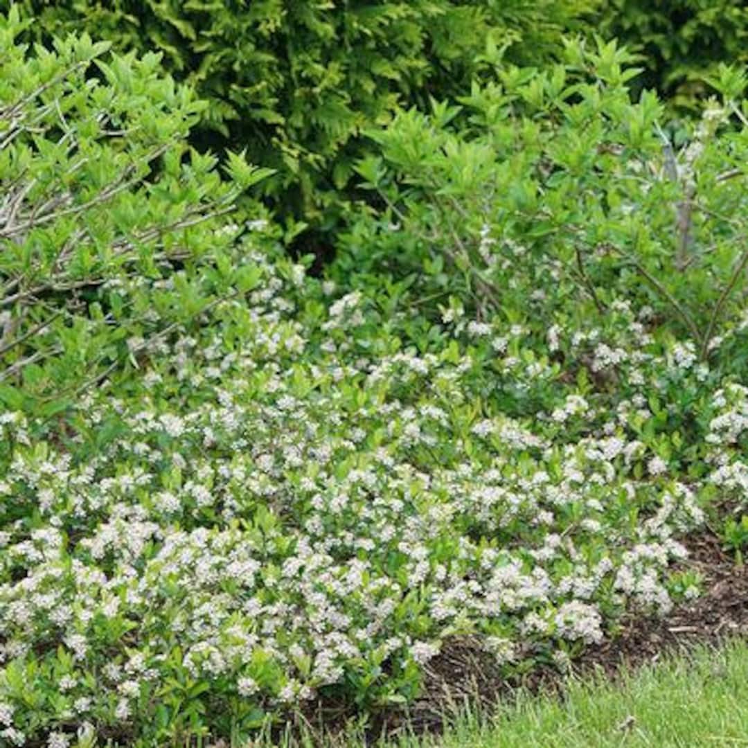 Aronia Melanocarpa Ground Hug™ - Groundcover Chokeberry - 4” Pot Size ...