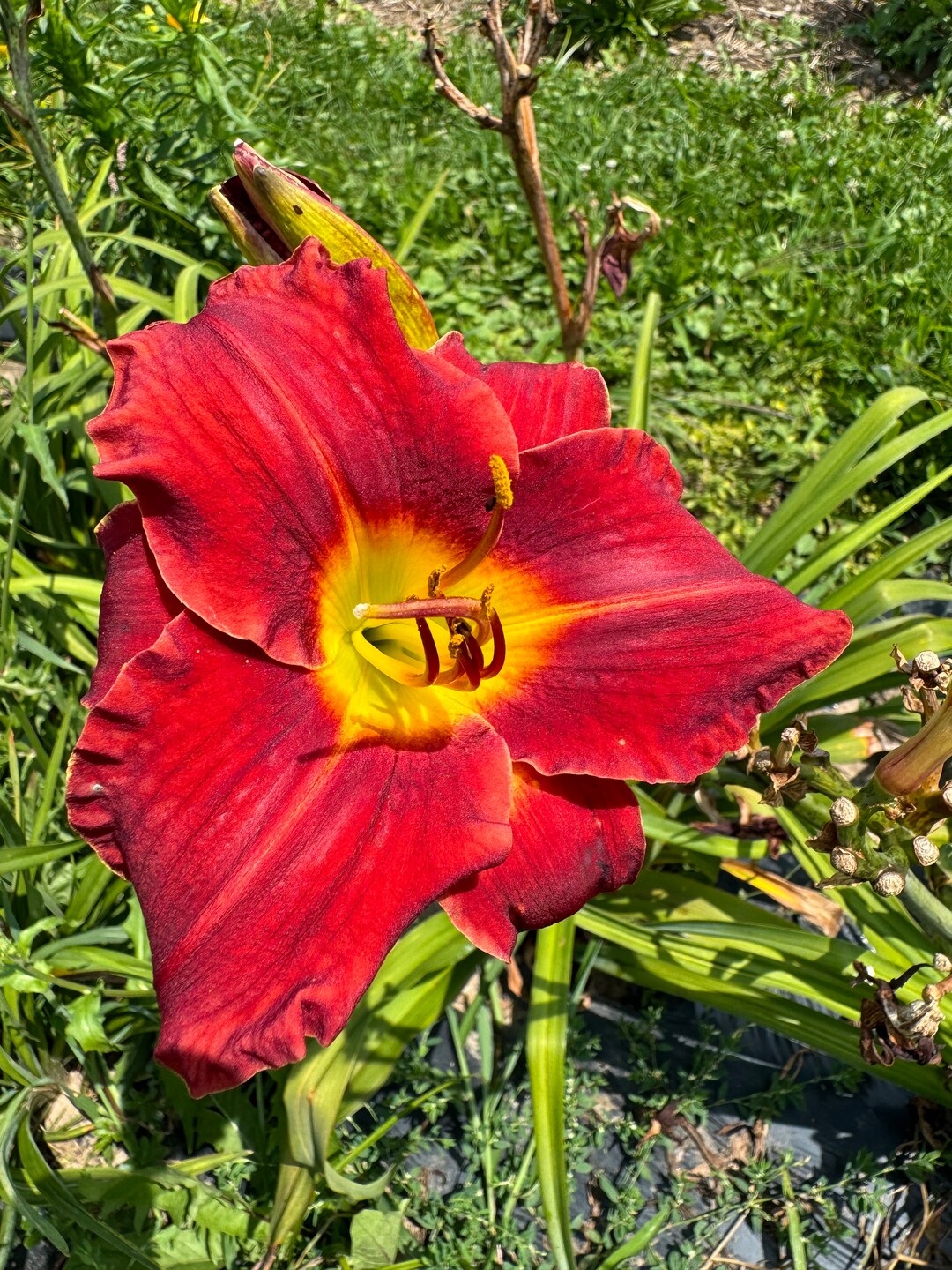 Hemerocallis 'ruby Throat' Daylily - 3 Bare Root Plants - Etsy