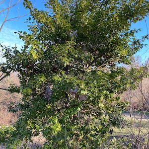 Ilex Pedunculosa 'female' - Longstalk Holly - 12" Tall - 4” Pot - Etsy