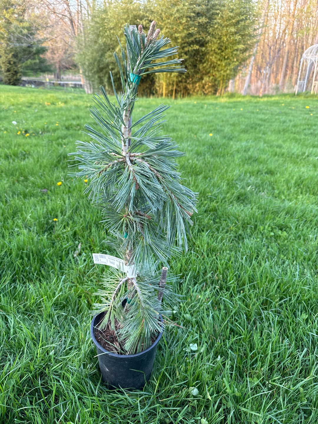Pinus Strobiformis 'pendula' - Southwestern White Pine - 12" Tall - 1 ...