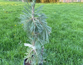 Pinus Flexilis 'vanderwolf's Pyramid' Limber Pine 18 Tall 1 Gallon Pot ...