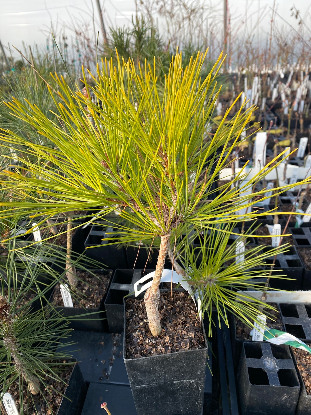 Pinus Densiflora 'aurea' - Japanese Red Pine - Live Plant - 12” Tall ...