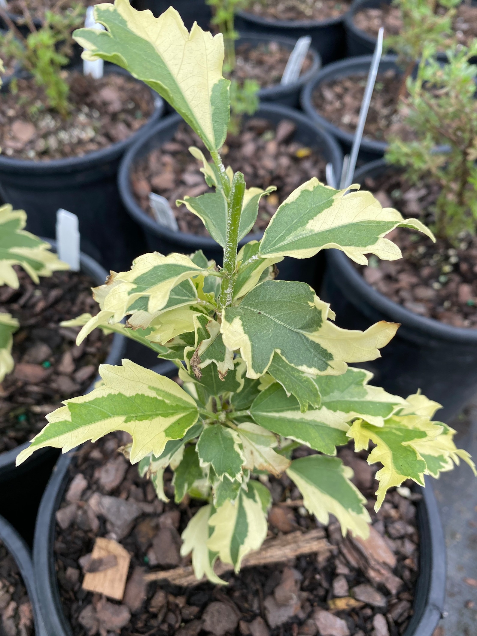 Hillis Variegated Rose of Sharon - Hibiscus Syriacus - 1 Gallon Pot ...