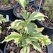 Hillis Variegated Rose of Sharon - Hibiscus Syriacus - 1 Gallon Pot ...