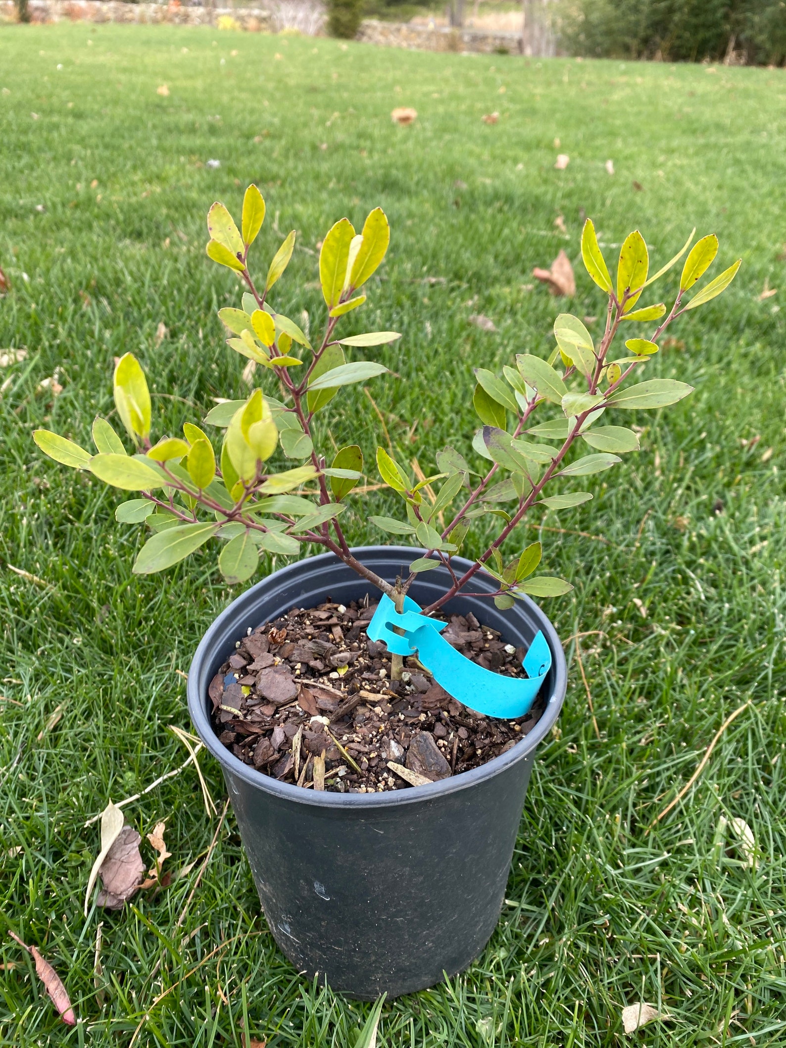 Male Inkberry - Ilex Glabra ‘bob Rappleye’ - 1 Gallon Pot Size Plant - Etsy