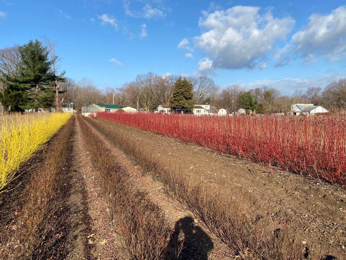 Cornus Sericea 'baileyi' - Red Twig Dogwood - 4" Pot Size Live Plant - Etsy