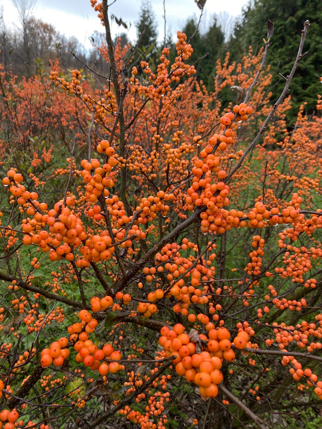 Ilex Verticillata 'winter Gold' - Orange Fruit Winterberry - 4" Pot ...