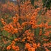 Ilex Verticillata 'winter Gold' - Orange Fruit Winterberry - 4" Pot ...