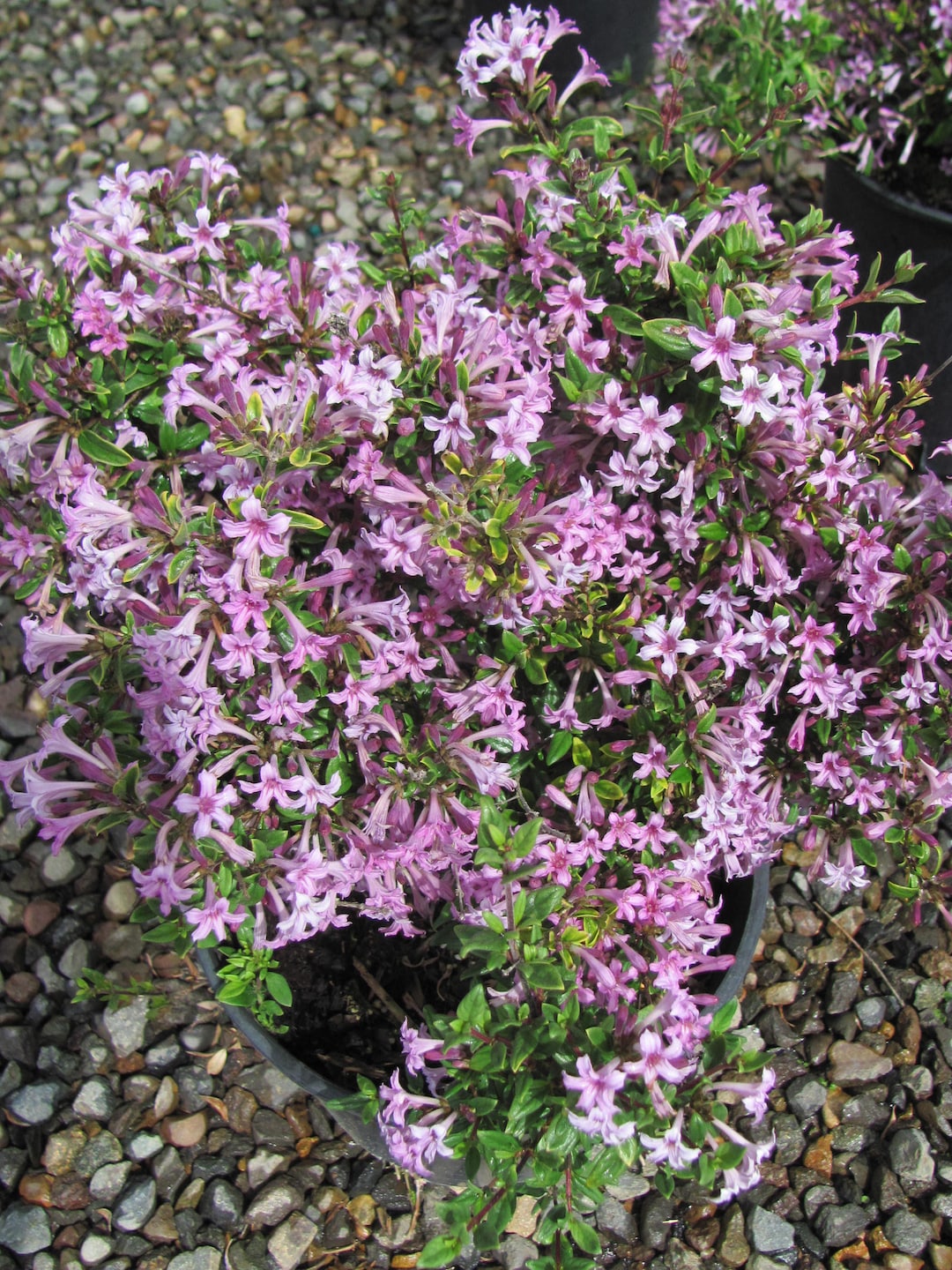 Leptodermis Oblonga - Chinese Leptodermis - 4" Pot Size - Etsy