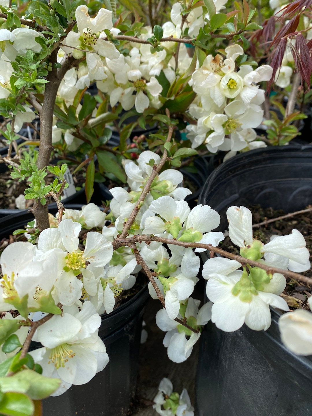Chaenomeles X Superba 'jet Trail' - White Flowering Quince - 2 Gallon ...