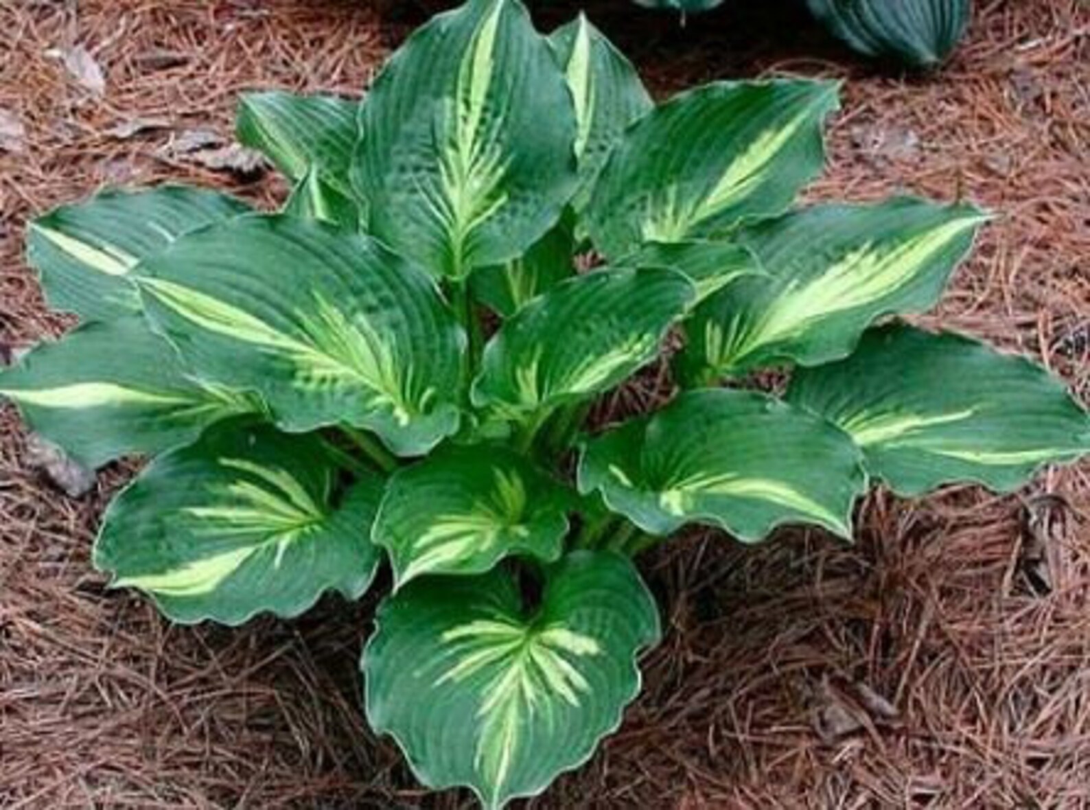 Hosta 'lakeside Paisley Print' 1 Division Size - Etsy