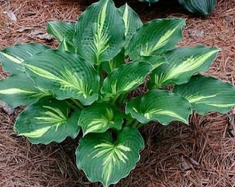 Lakeside Paisley Print Hosta Plants - Etsy
