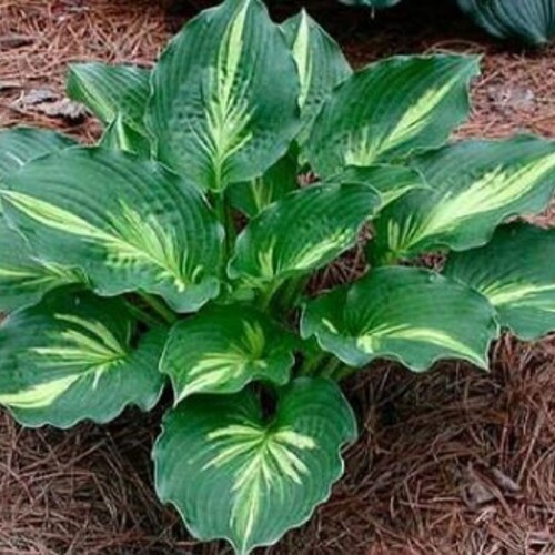 Lakeside Paisley Print Hosta Plants - Etsy