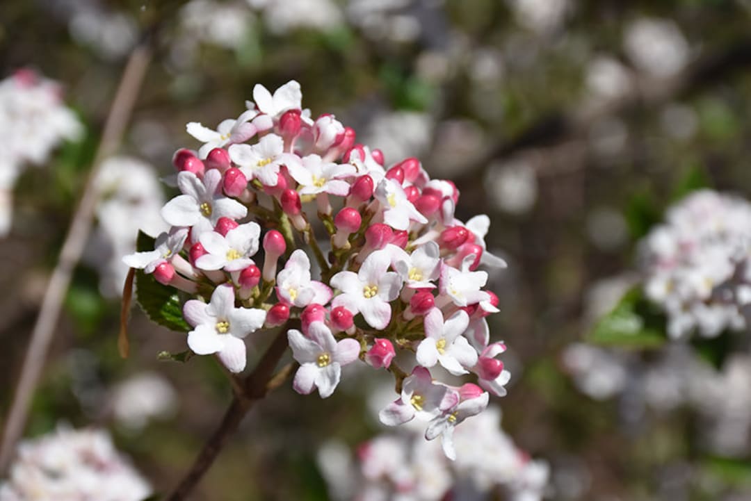 Viburnum Burkwoodii 'mohawk' Burkwood Viburnum - Etsy